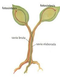 CIENCIAS NATURALES: LA SAVIA ELABORADA